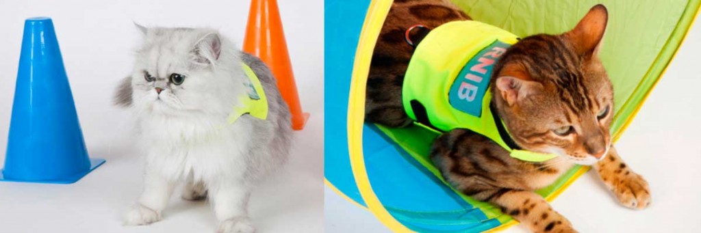 Chat guide d’aveugle : une idée amusante :) – Déficience visuelle ...